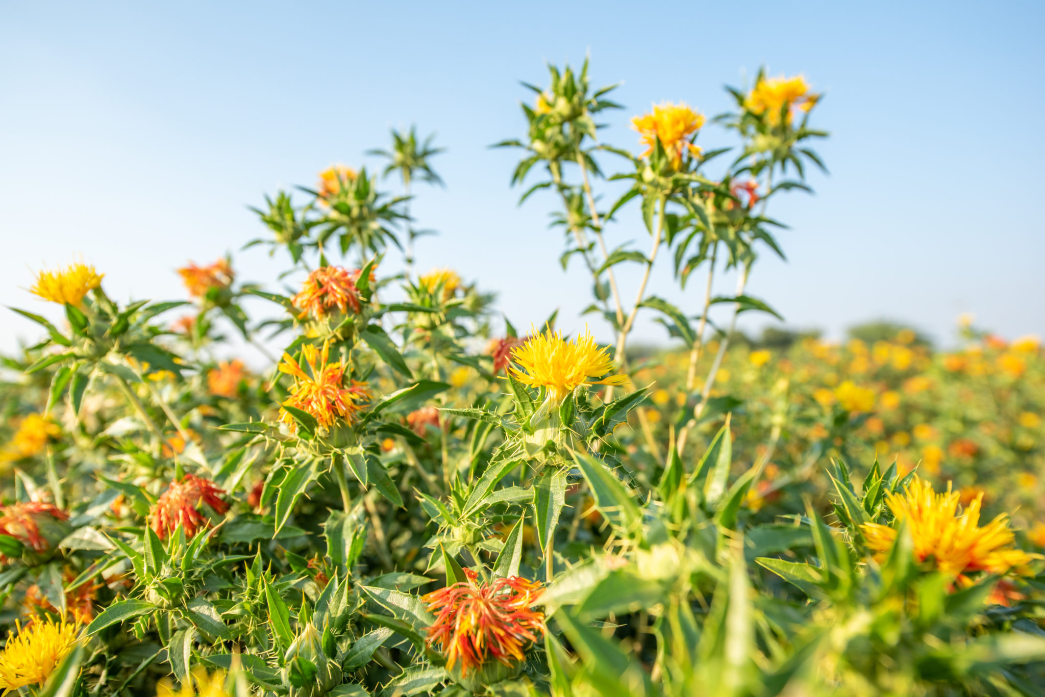 Canadian-made low-carbon energy - Canadian Propane Association